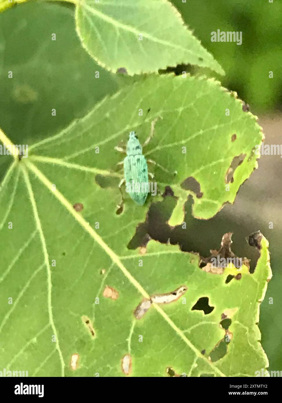 Green Immigrant Leaf Weevil (Polydrusus formosus) Insecta Stock Photo ...