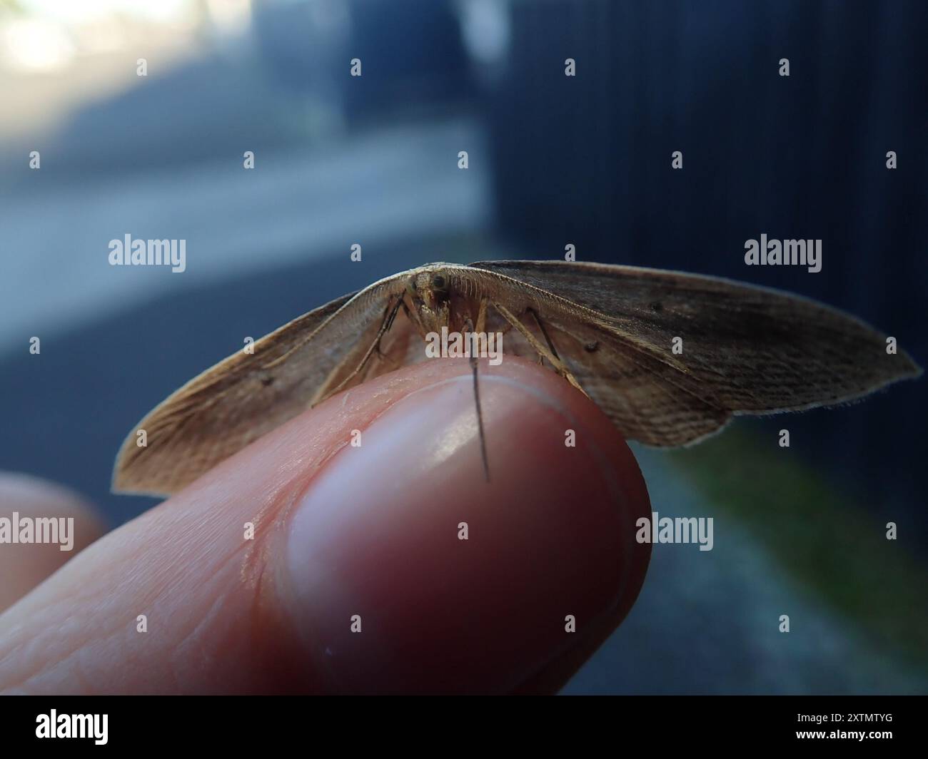 Cabbage tree moth (Epiphryne verriculata) Insecta Stock Photo - Alamy