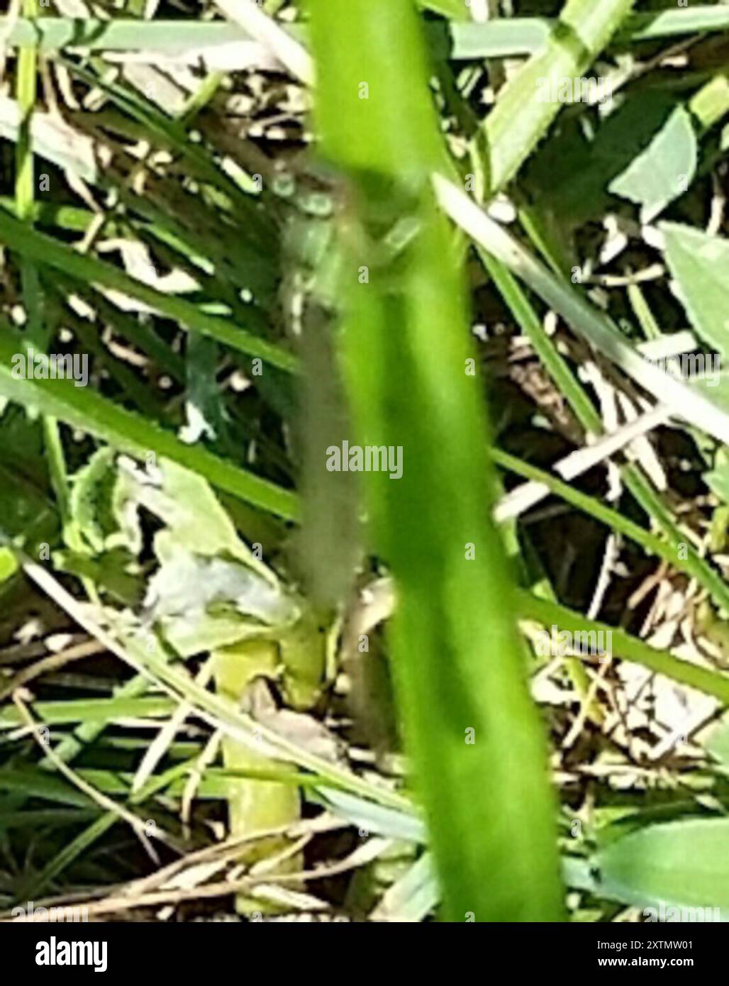 Fragile Forktail (Ischnura posita) Insecta Stock Photo - Alamy