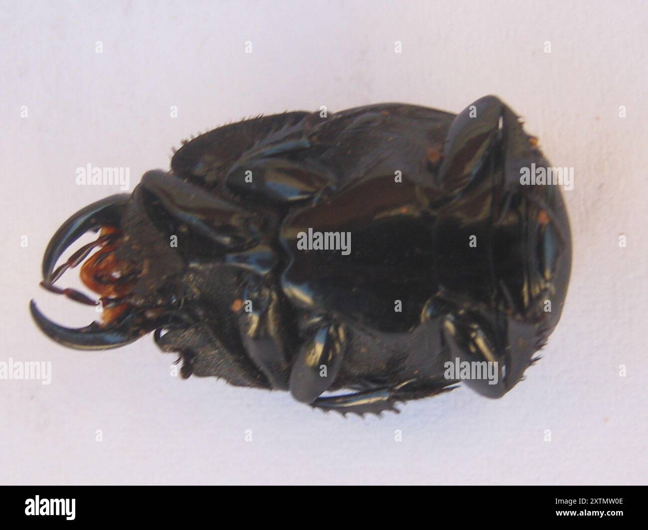 Hister Beetles (Histeridae) Insecta Stock Photo - Alamy