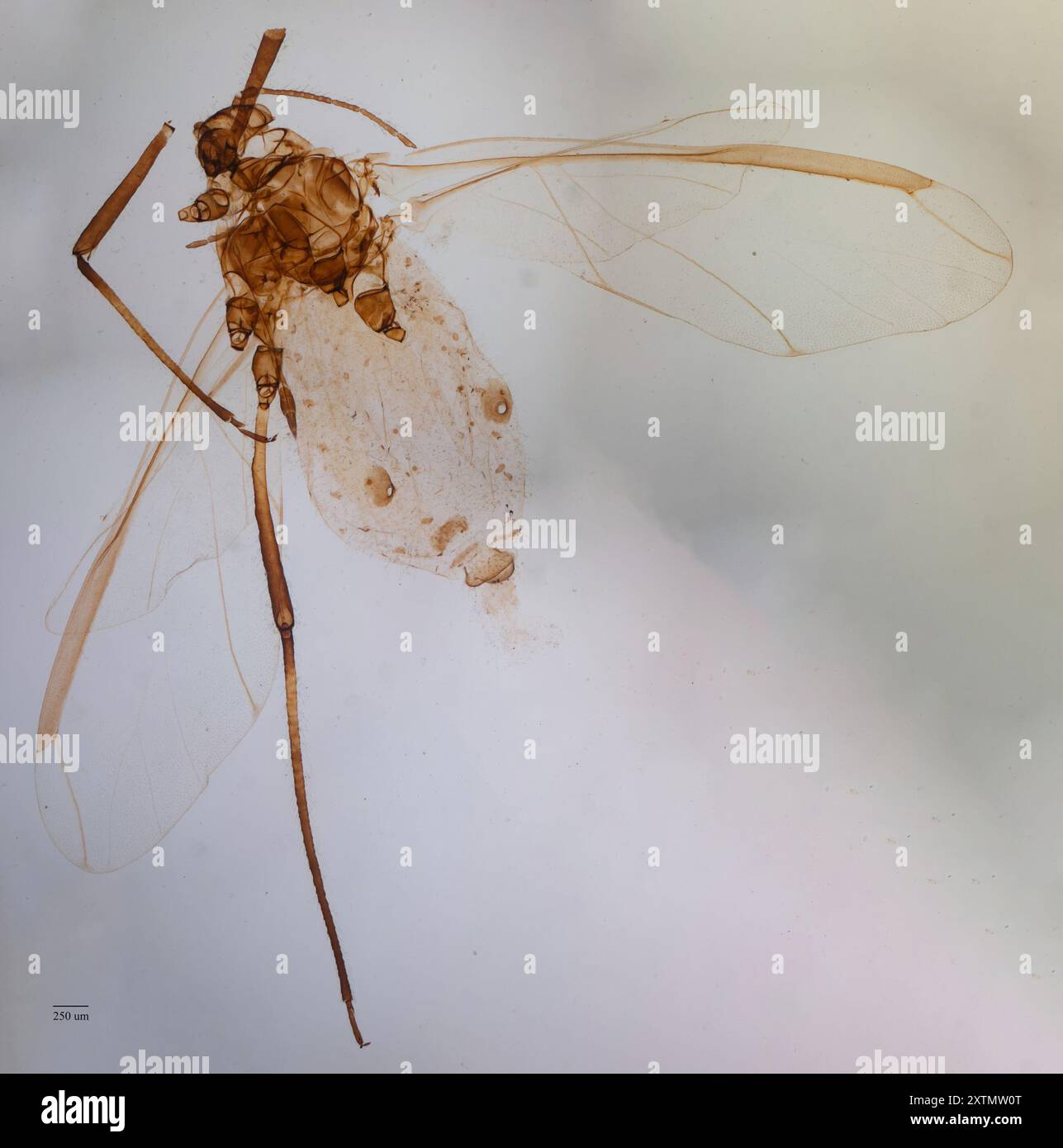 Giant Conifer Aphids (Cinara) Insecta Stock Photo - Alamy