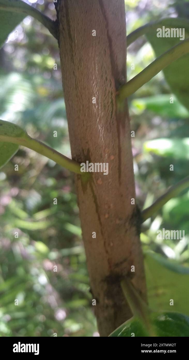 Ilex anomala hi-res stock photography and images - Alamy