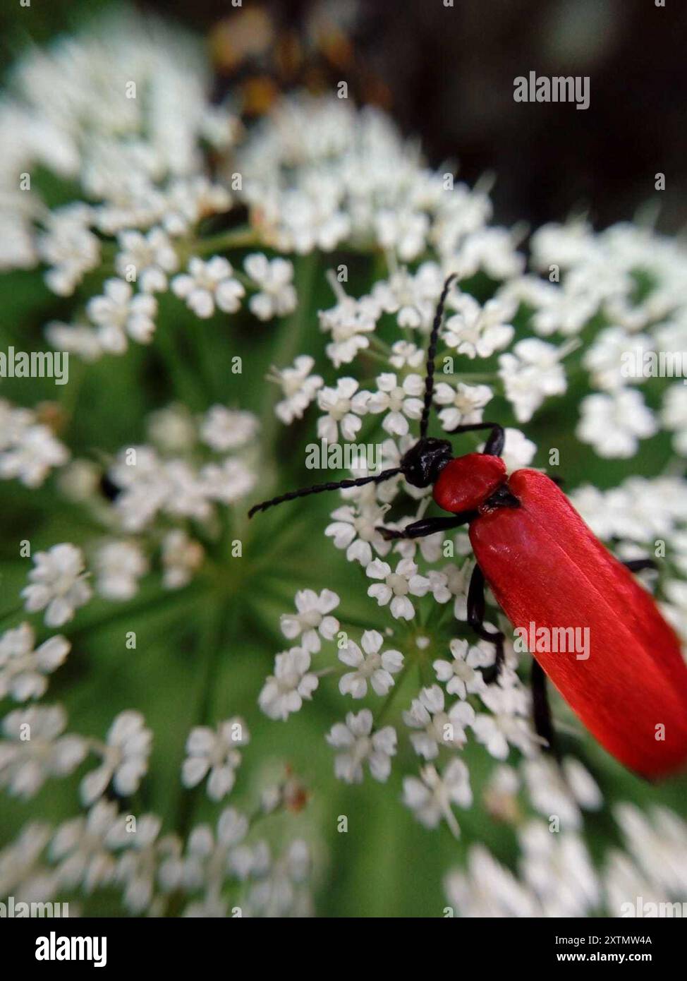 Black-headed Cardinal Beetle (Pyrochroa coccinea) Insecta Stock Photo ...