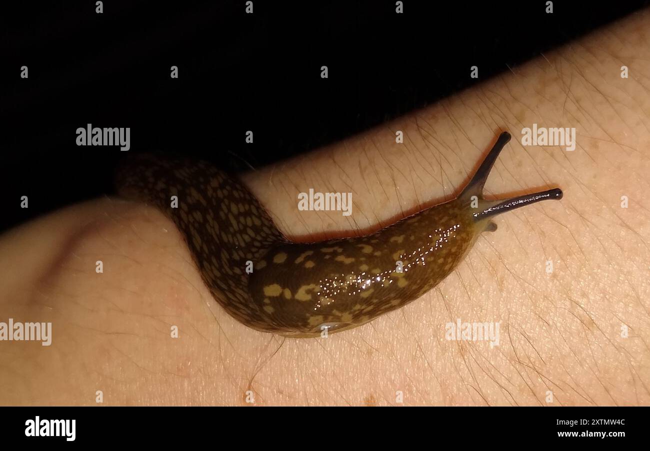 Yellow Cellar Slug (Limacus flavus) Mollusca Stock Photo - Alamy
