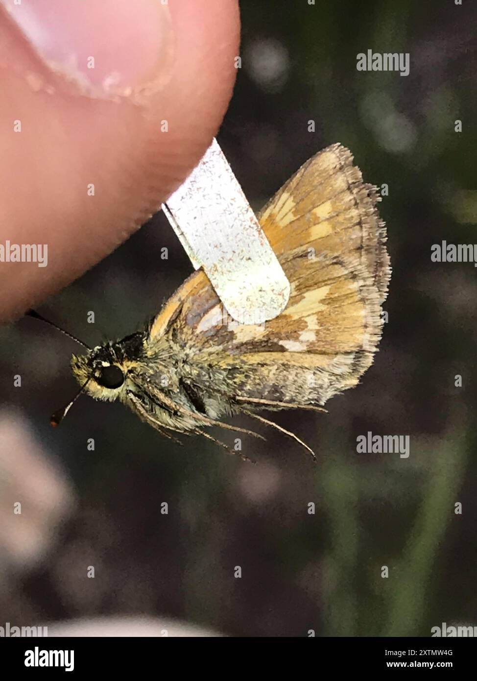 Draco Skipper (Polites draco) Insecta Stock Photo - Alamy