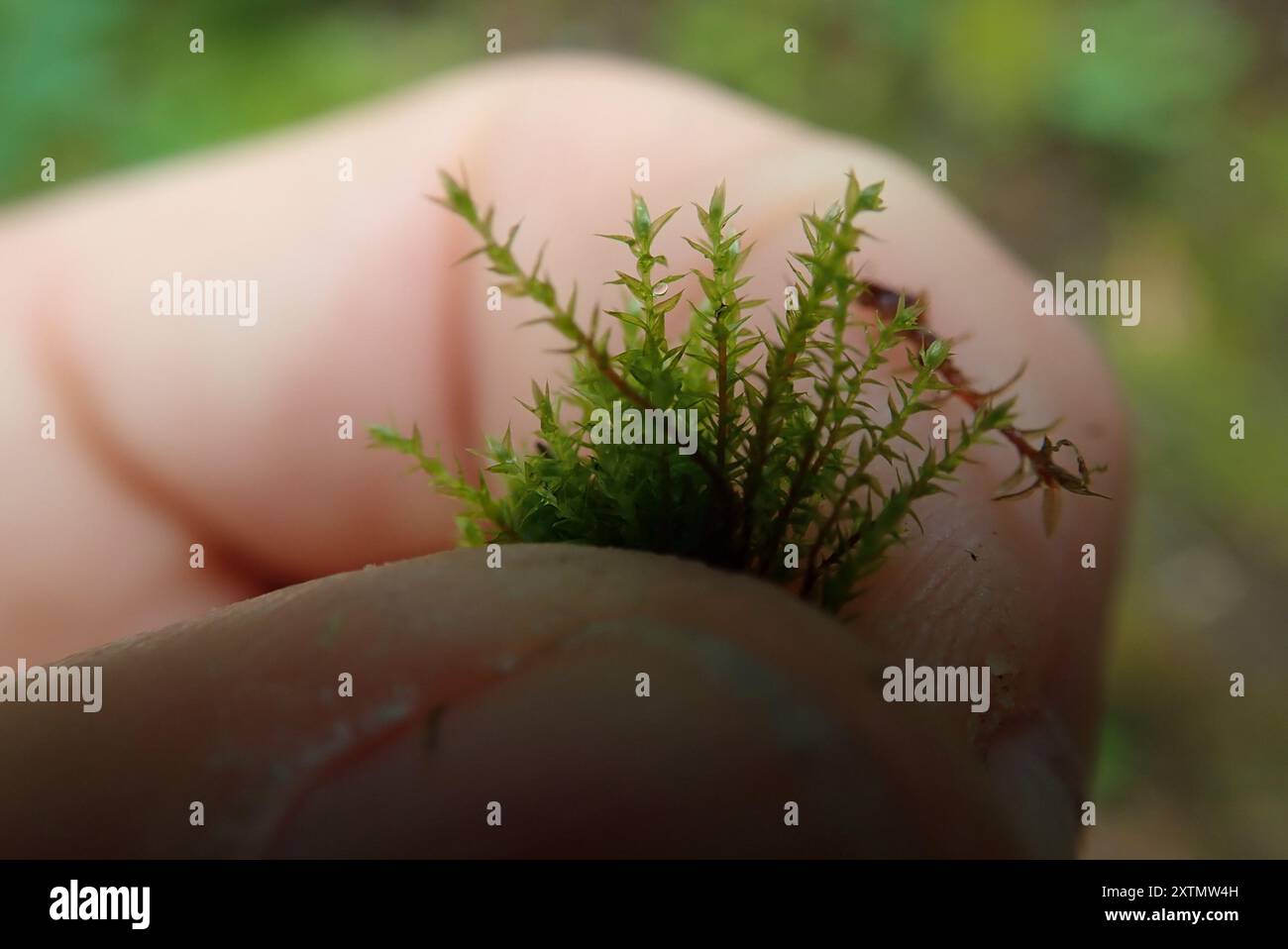 joint-toothed mosses (Bryopsida) Plantae Stock Photo - Alamy