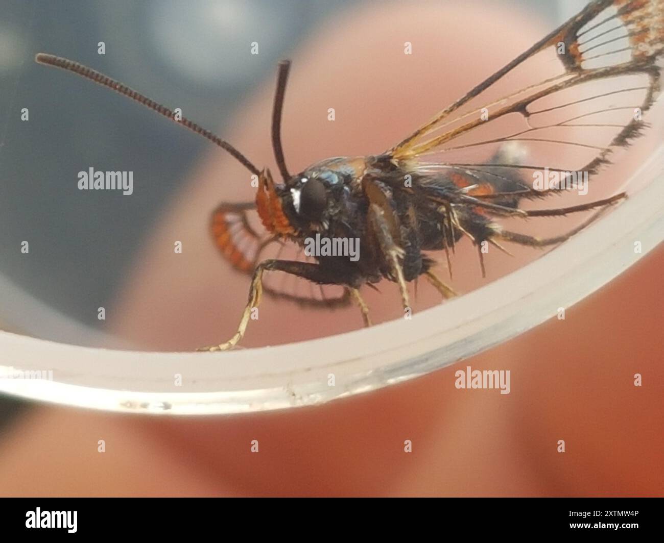 Red-tipped Clearwing Moth (Synanthedon formicaeformis) Insecta Stock ...