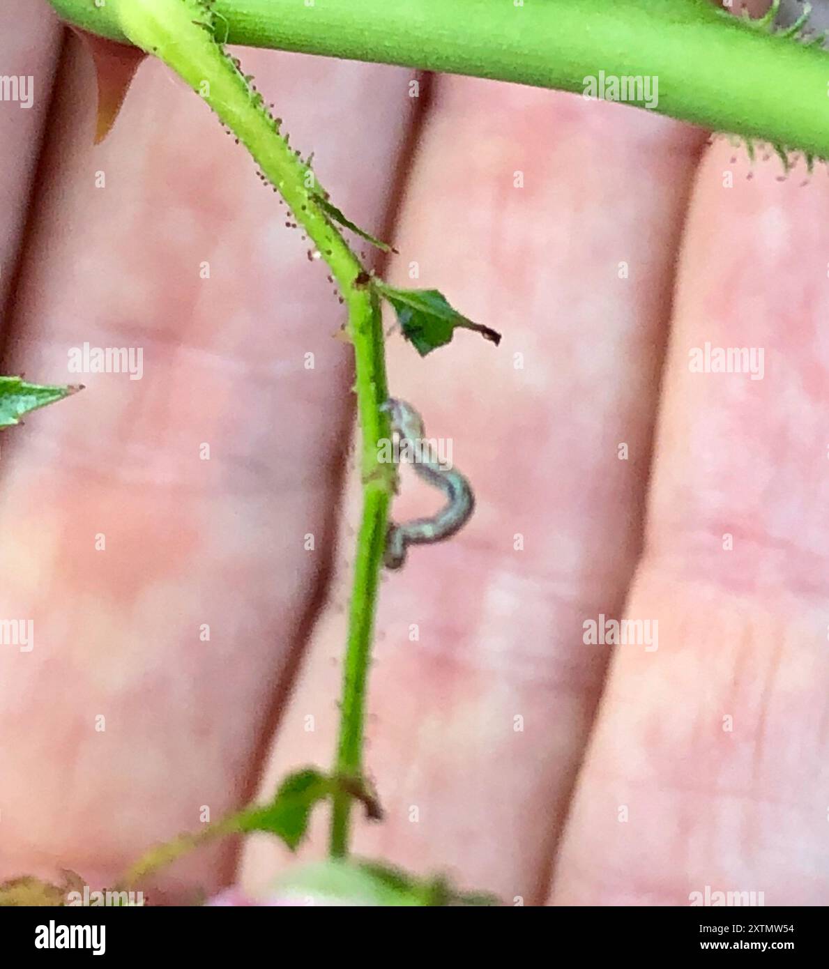 Geometer Moths (Geometridae) Insecta Stock Photo - Alamy