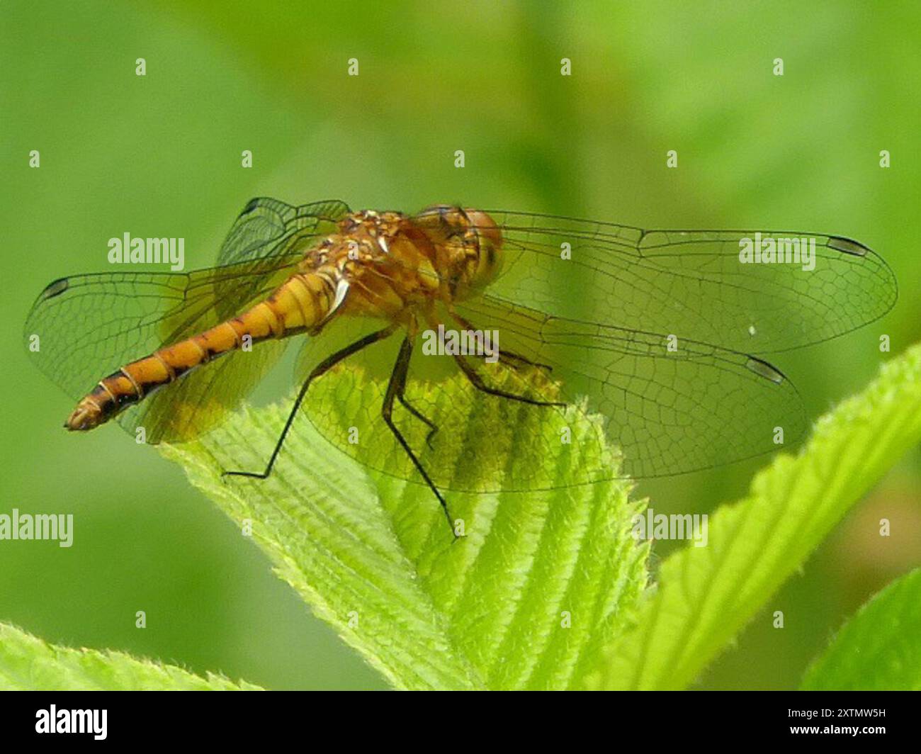 Band-winged Meadowhawk (Sympetrum semicinctum) Insecta Stock Photo - Alamy