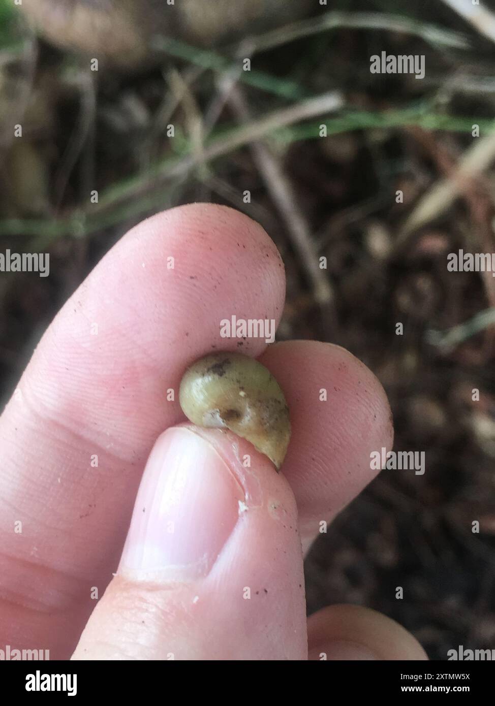 Ramshorn snails (Planorbidae) Mollusca Stock Photo - Alamy