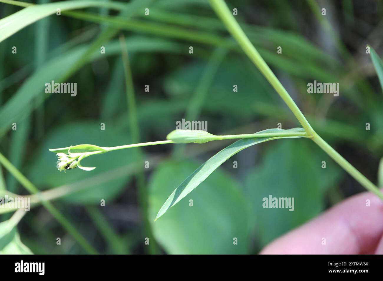 Sickle-leaved Hare's-ear (Bupleurum falcatum) Plantae Stock Photo - Alamy