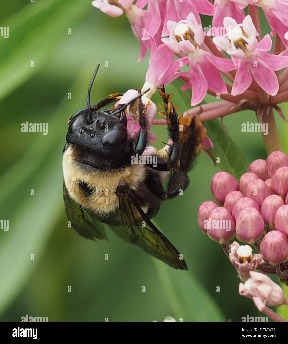 Eastern Carpenter Bee (Xylocopa virginica) Insecta Stock Photo - Alamy