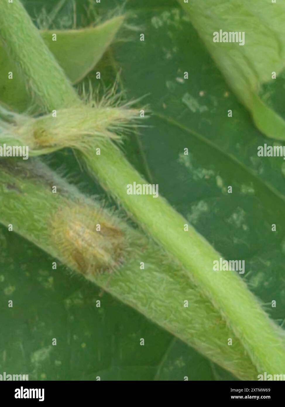Kudzu Bug (Megacopta cribraria) Insecta Stock Photo - Alamy