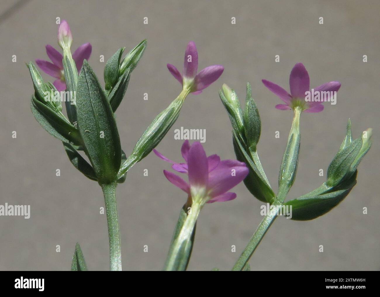 Lesser Centaury (Centaurium pulchellum) Plantae Stock Photo - Alamy