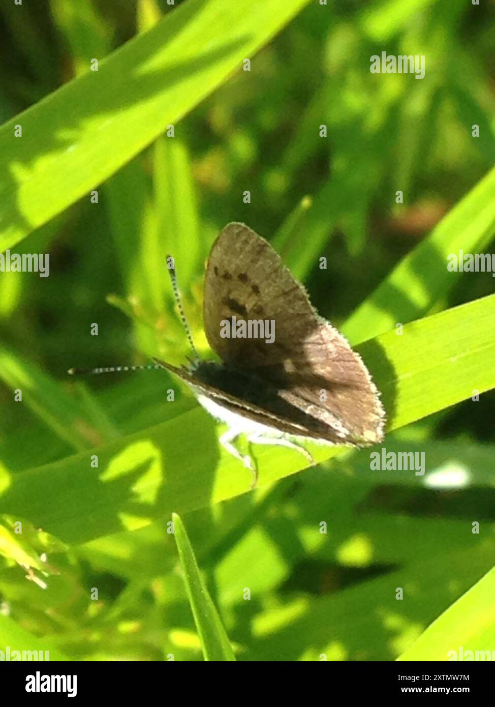 Bog Copper (Tharsalea epixanthe) Insecta Stock Photo - Alamy