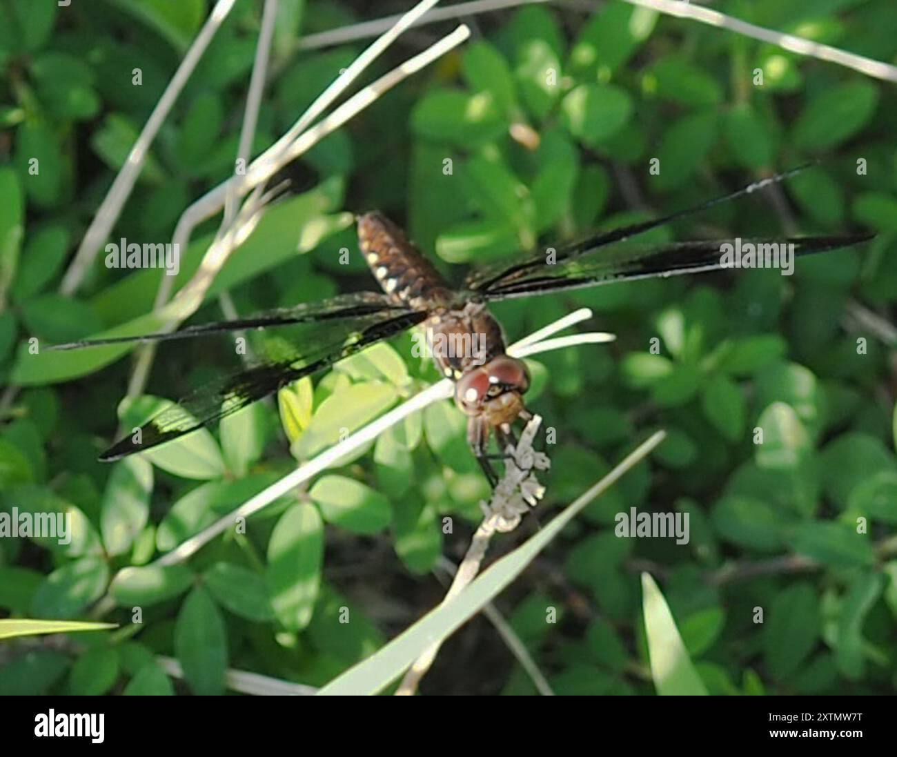 Common Whitetail (Plathemis lydia) Insecta Stock Photo - Alamy