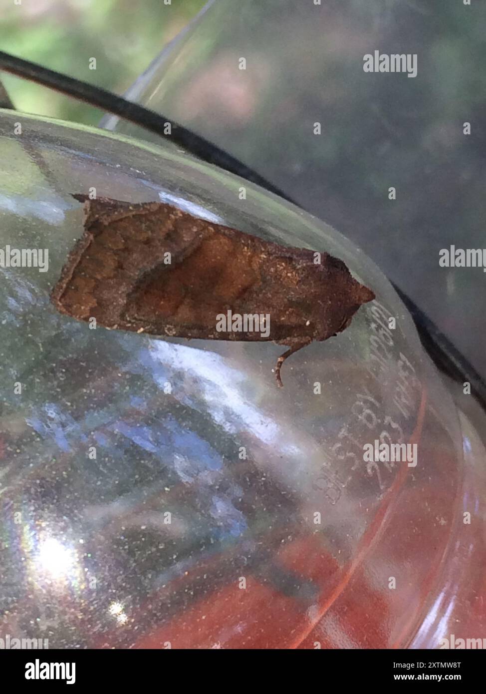 Buffalo Moth (Parapamea buffaloensis) Insecta Stock Photo - Alamy