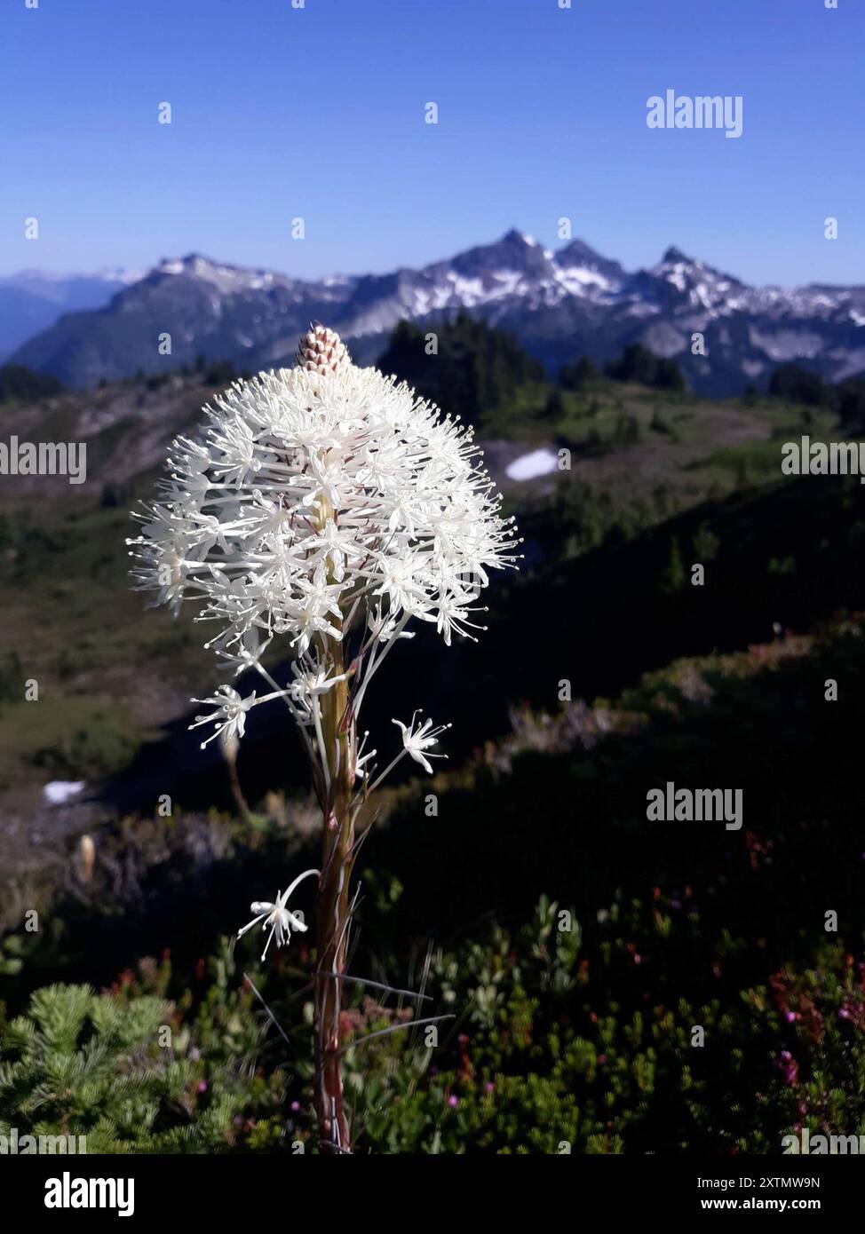 common beargrass (Xerophyllum tenax) Plantae Stock Photo - Alamy