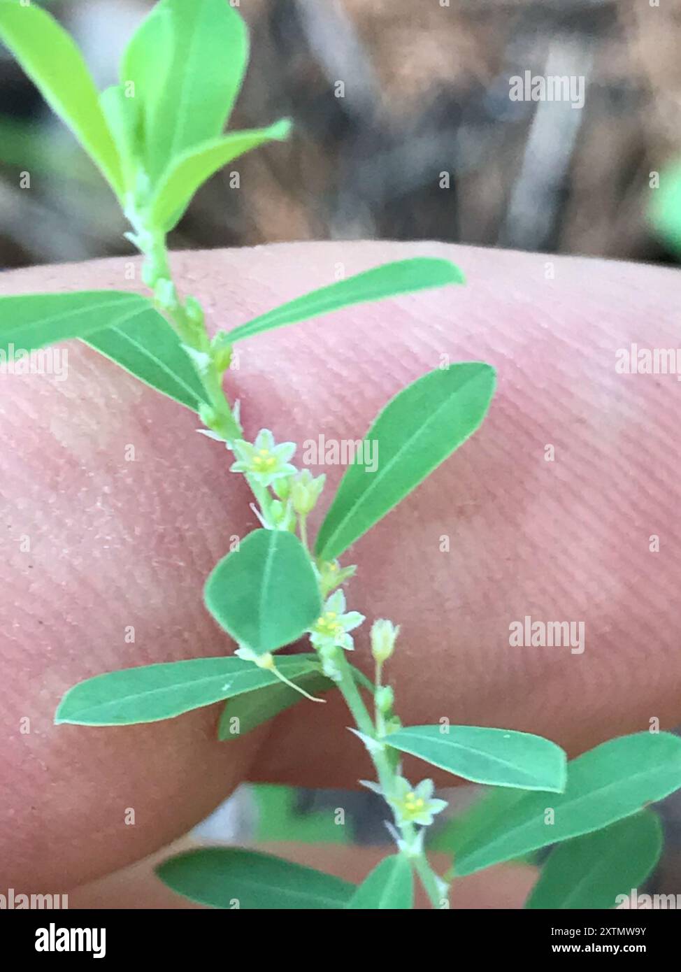 Smartweed Leafflower (Phyllanthus polygonoides) Plantae Stock Photo - Alamy