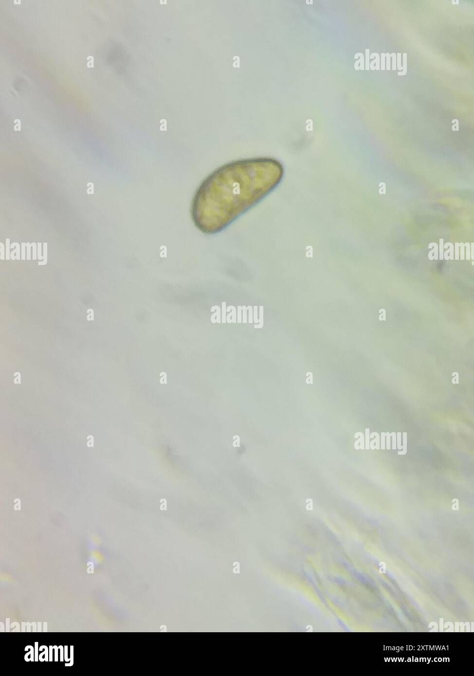 (Pseudosperma friabile) Fungi Stock Photo - Alamy