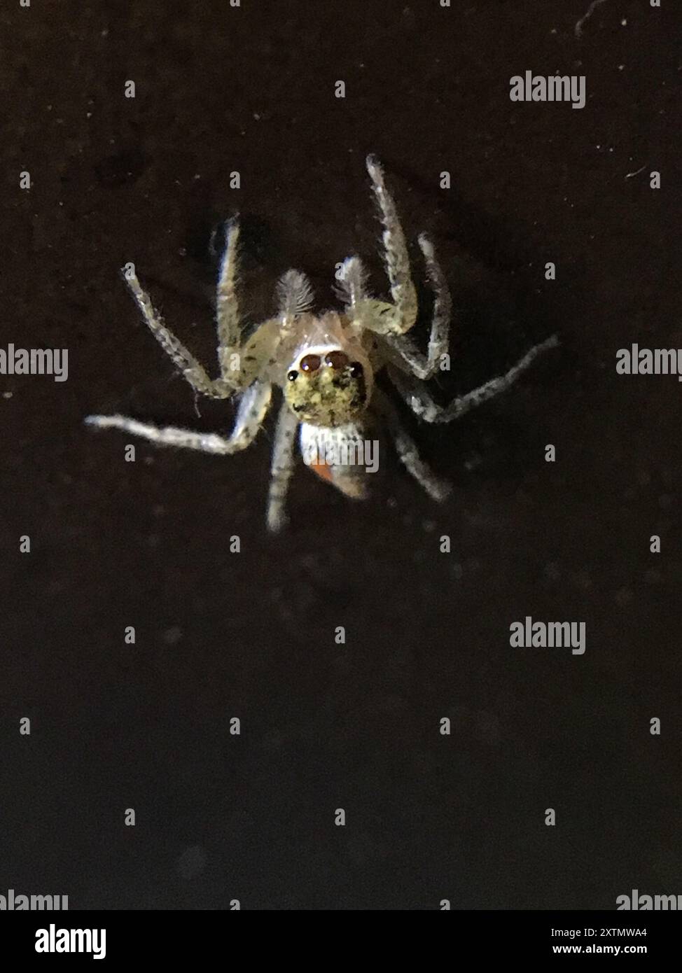 Dimorphic Jumping Spider (Maevia inclemens) Arachnida Stock Photo - Alamy