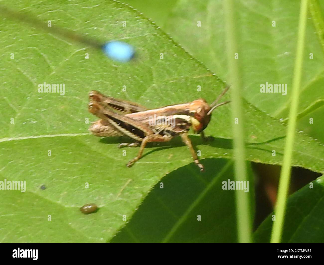 North American Spur-throated Grasshoppers (Melanoplus) Insecta Stock ...