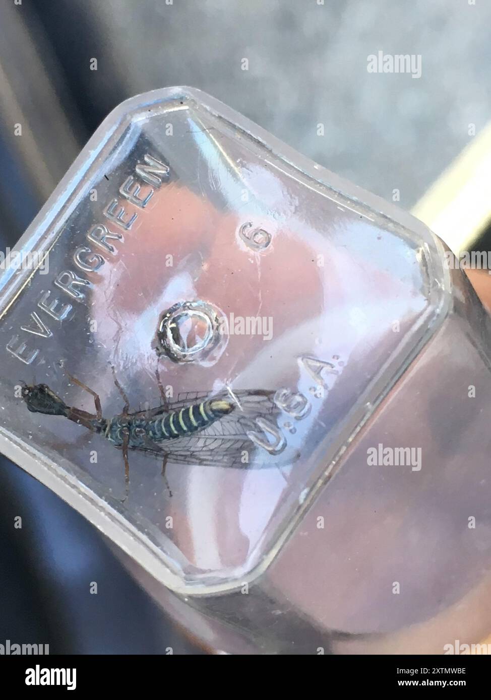 Common Snakeflies (Agulla) Insecta Stock Photo - Alamy