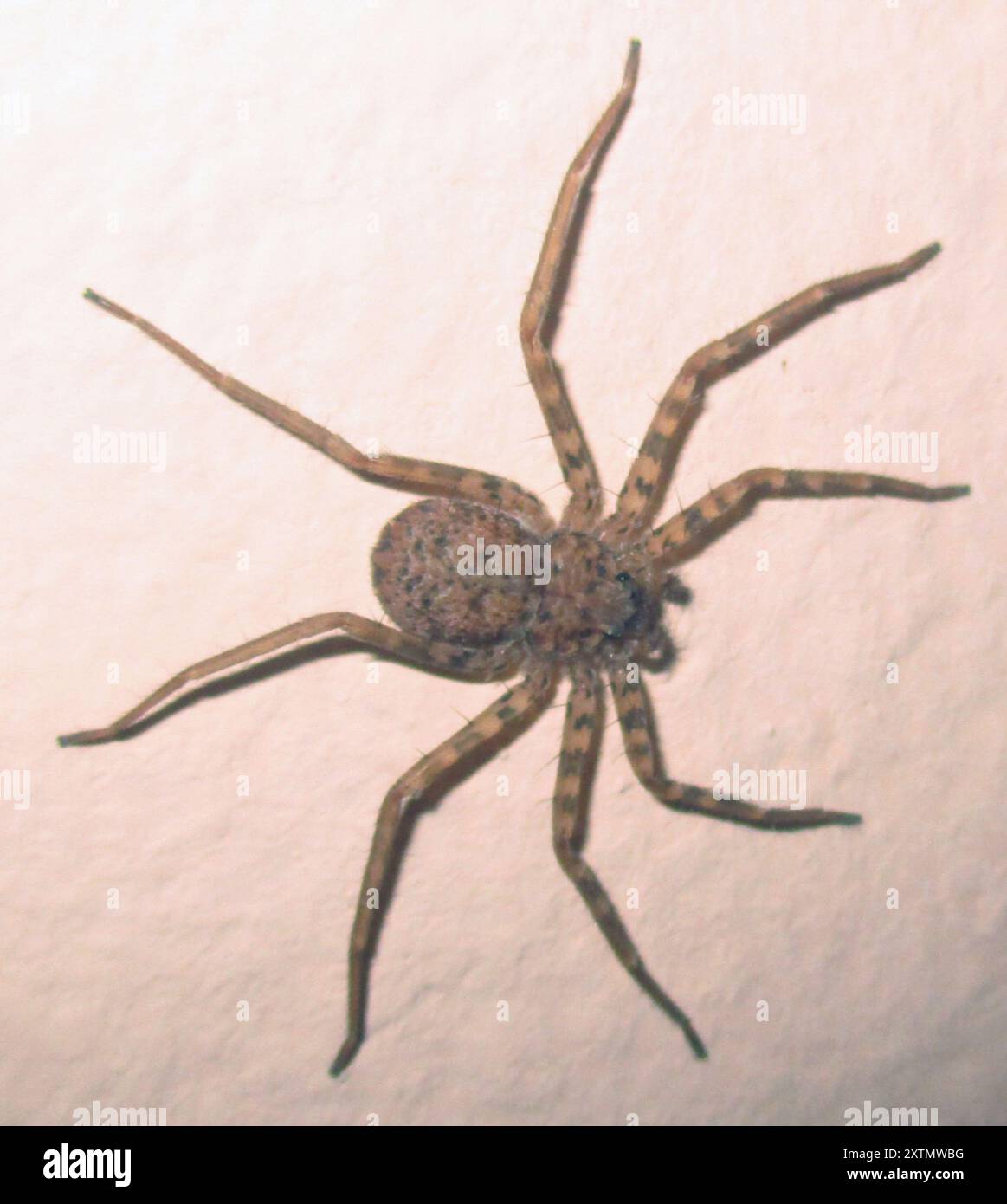 Flatties (Selenopidae) Arachnida Stock Photo - Alamy