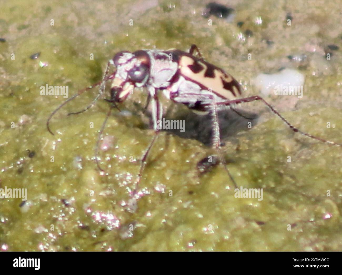 Panhandle Tiger Beetle (Ellipsoptera macra fluviatilis) Insecta Stock Photo - Alamy