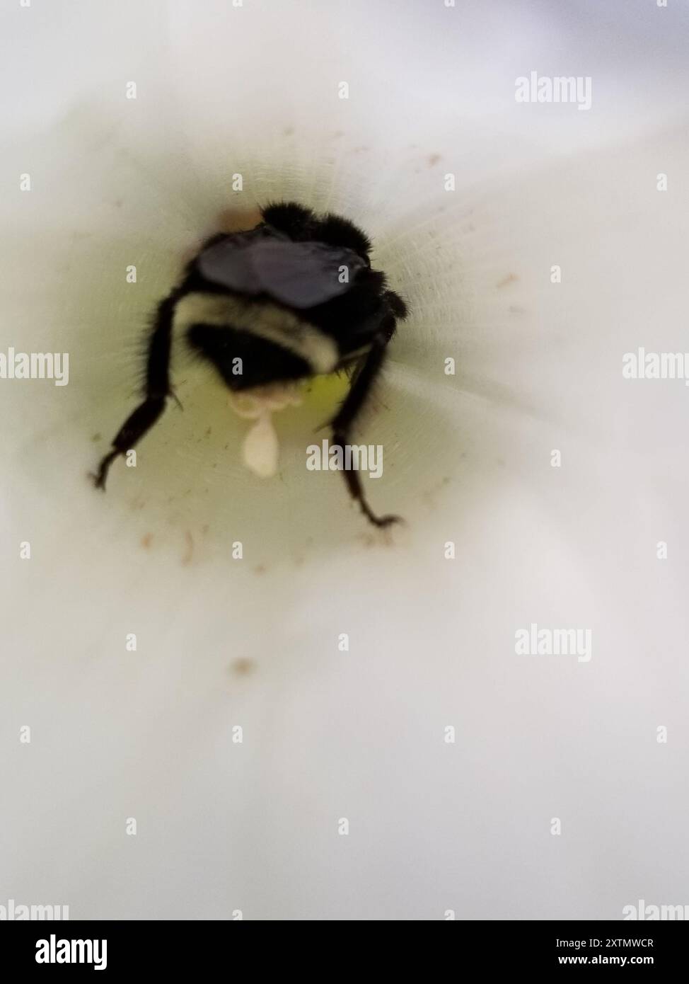 Yellow-faced Bumble Bee (Bombus vosnesenskii) Insecta Stock Photo - Alamy