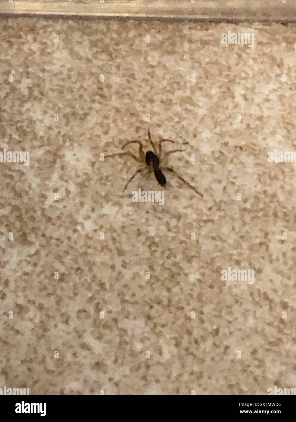 Sneak Spider (Harpactea hombergi) Arachnida Stock Photo - Alamy