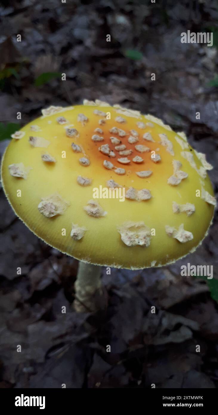 American Yellow Fly Agaric (Amanita muscaria guessowii) Fungi Stock ... American Yellow Fly Agaric (Amanita muscaria guessowii) Fungi Stock ...