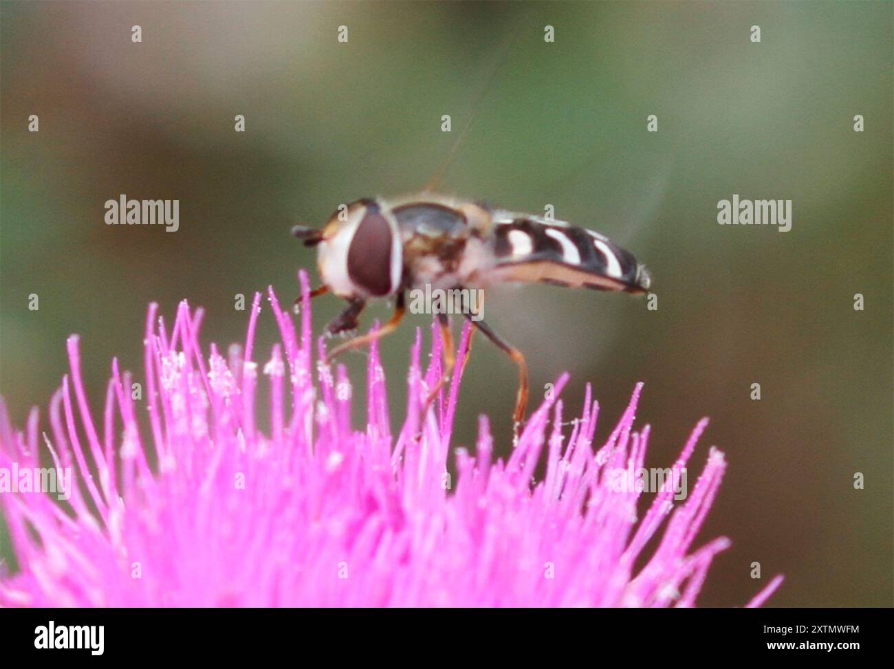 Eurasian Smoothwing (Scaeva pyrastri) Insecta Stock Photo - Alamy