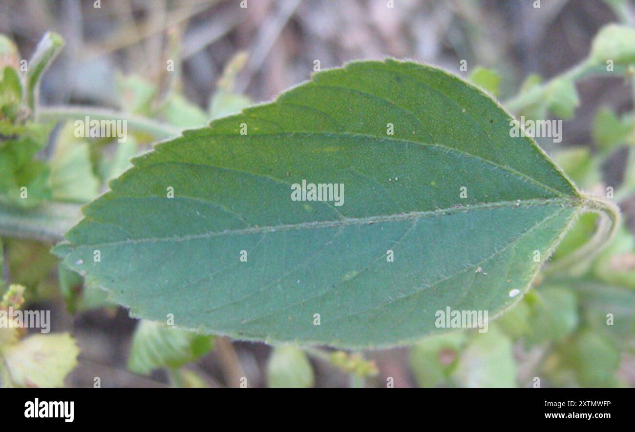 three-seeded mercuries (Acalypha) Plantae Stock Photo - Alamy