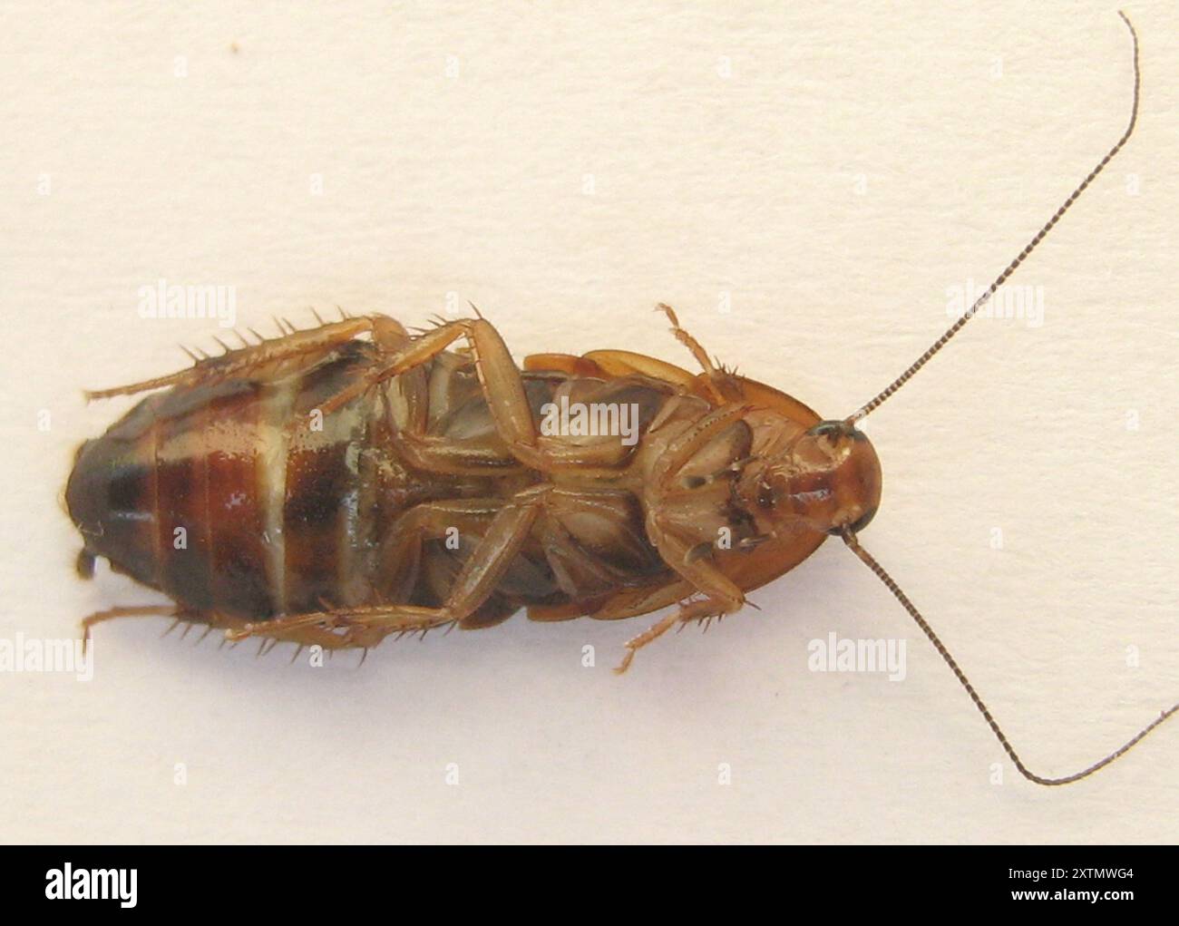 Cockroaches and Termites (Blattodea) Insecta Stock Photo - Alamy