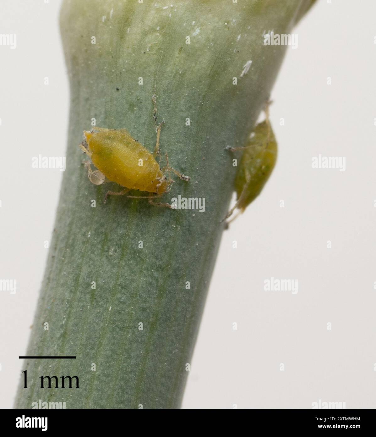 Carrot Aphid (Cavariella aegopodii) Insecta Stock Photo - Alamy