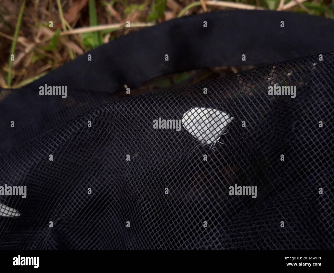 Wood White (Leptidea sinapis) Insecta Stock Photo - Alamy