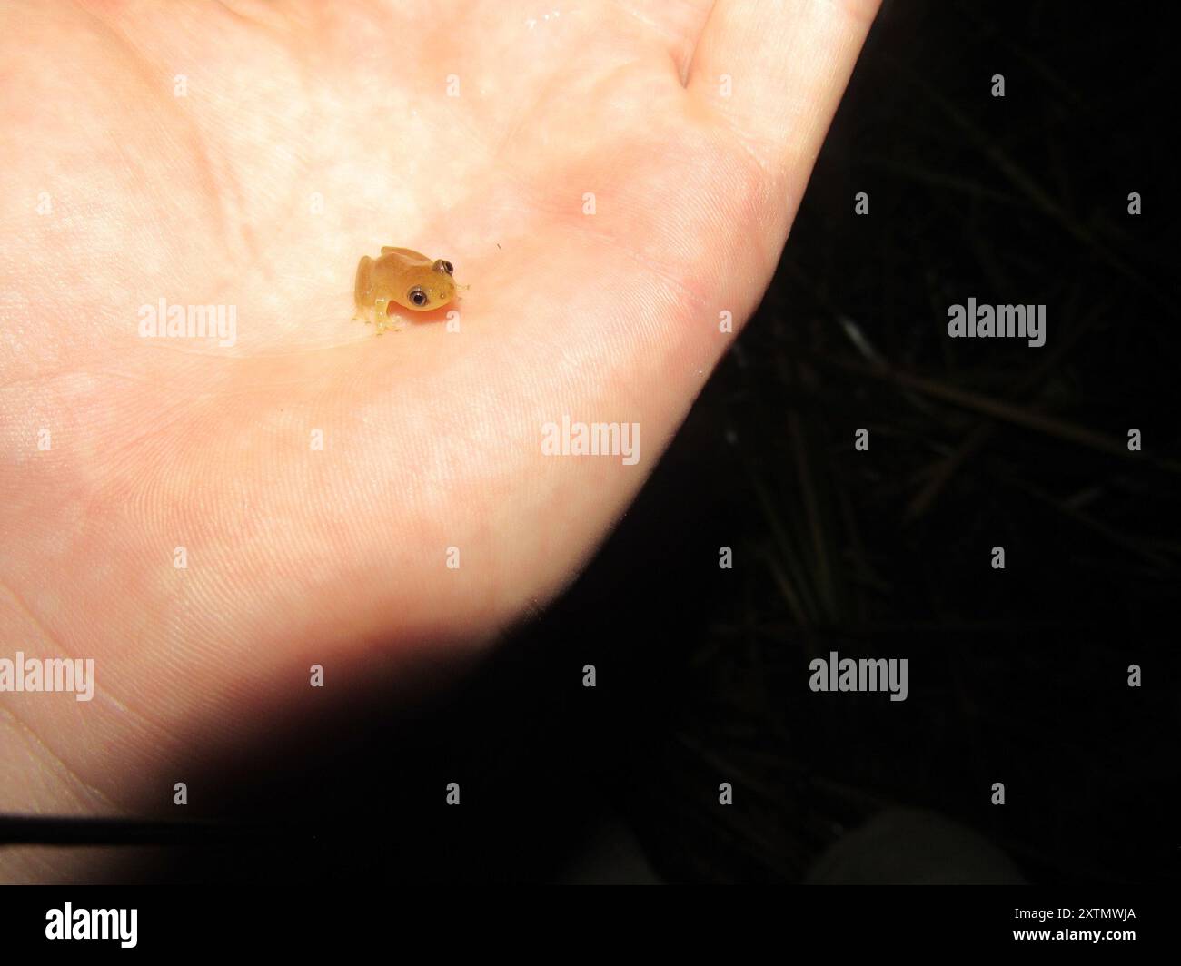 Delicate Spiny Reed Frog (Afrixalus delicatus) Amphibia Stock Photo - Alamy