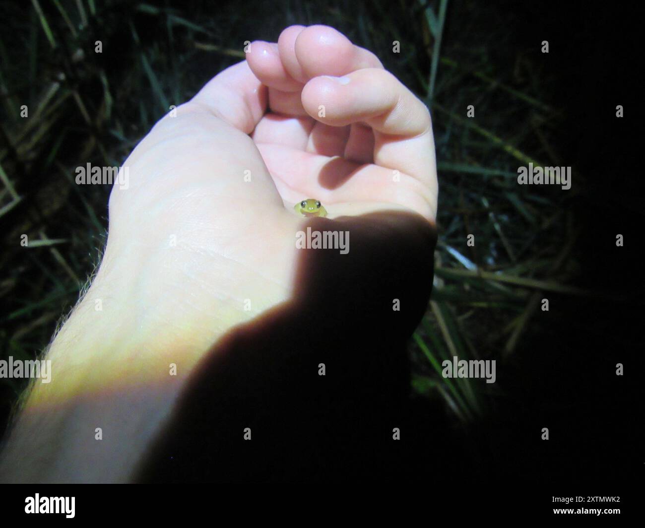 Delicate Spiny Reed Frog (Afrixalus delicatus) Amphibia Stock Photo - Alamy