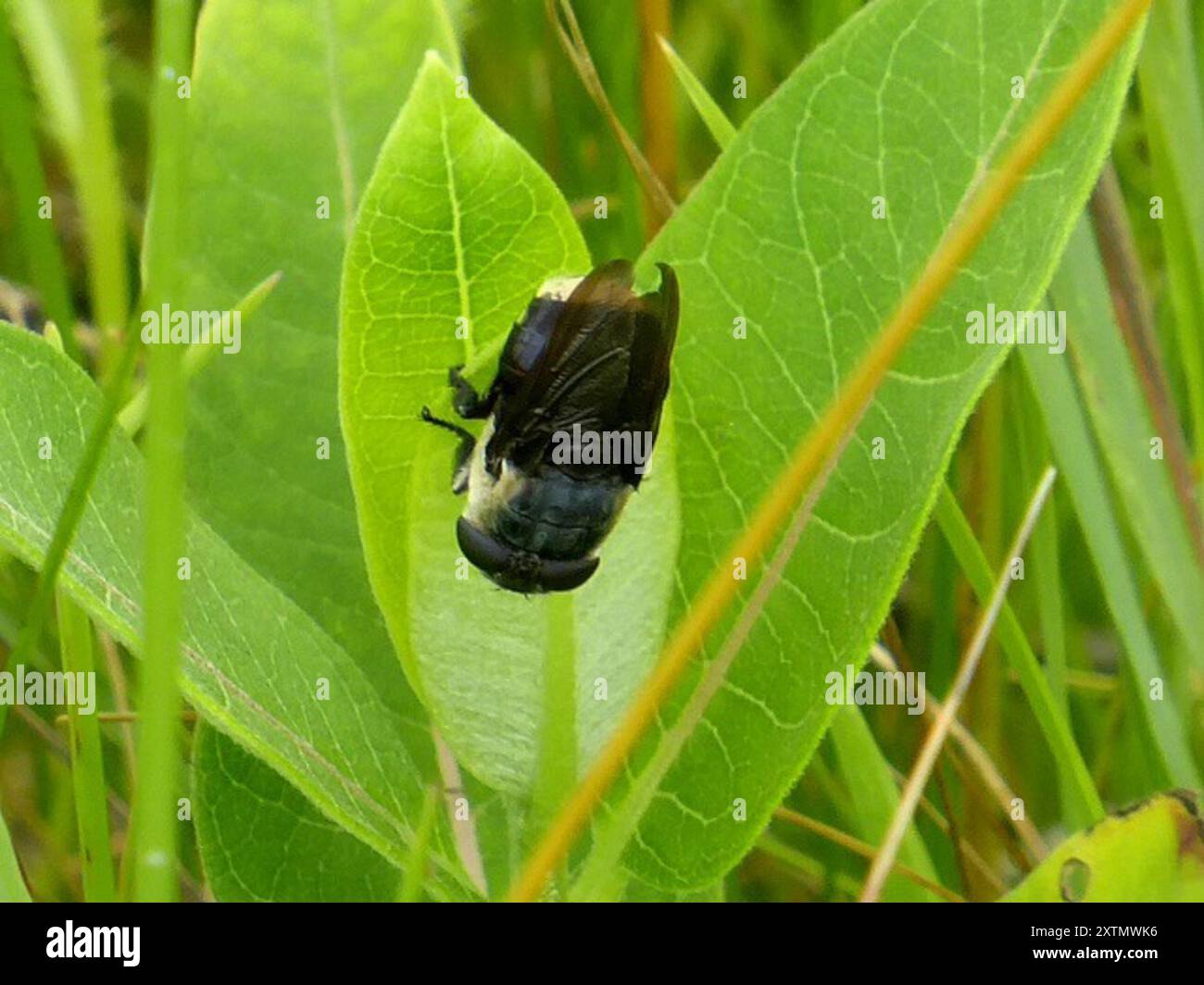 (Cuterebra fontinella fontinella) Insecta Stock Photo - Alamy