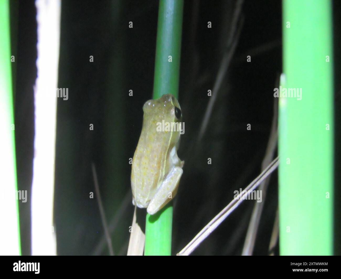 Tinker Reed Frog (Hyperolius tuberilinguis) Amphibia Stock Photo - Alamy