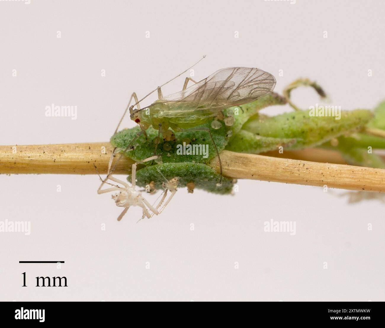 Prickly Lettuce Aphid (Acyrthosiphon lactucae) Insecta Stock Photo - Alamy