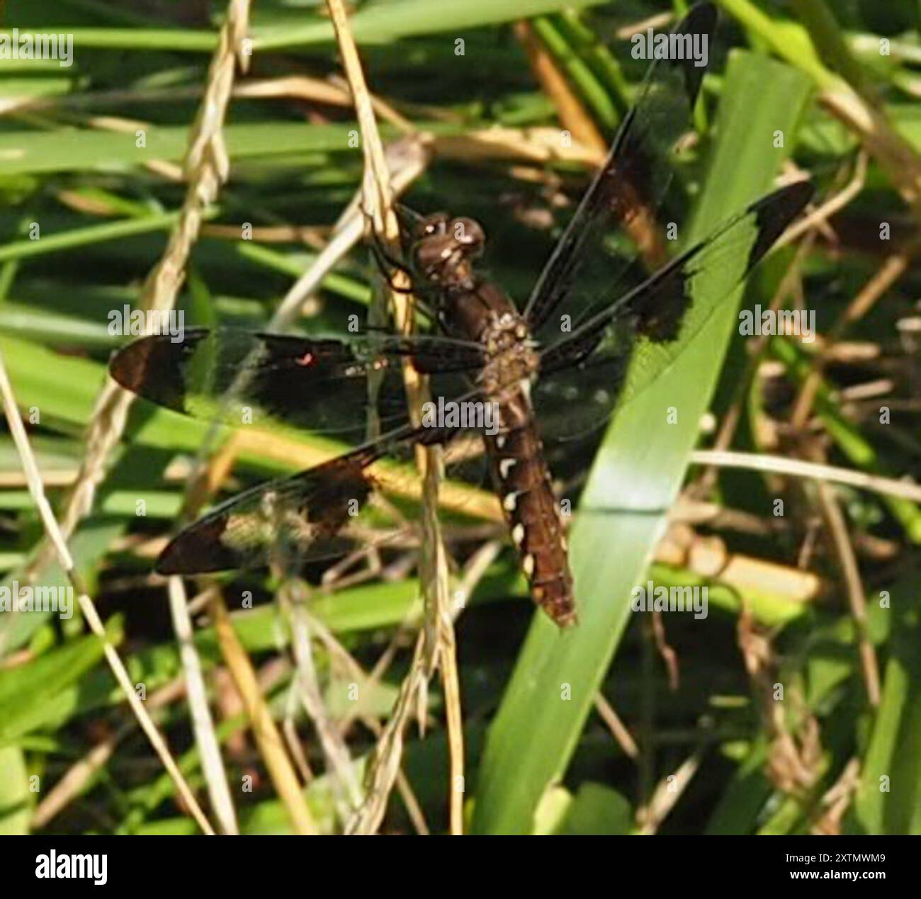 Common Whitetail (Plathemis lydia) Insecta Stock Photo - Alamy