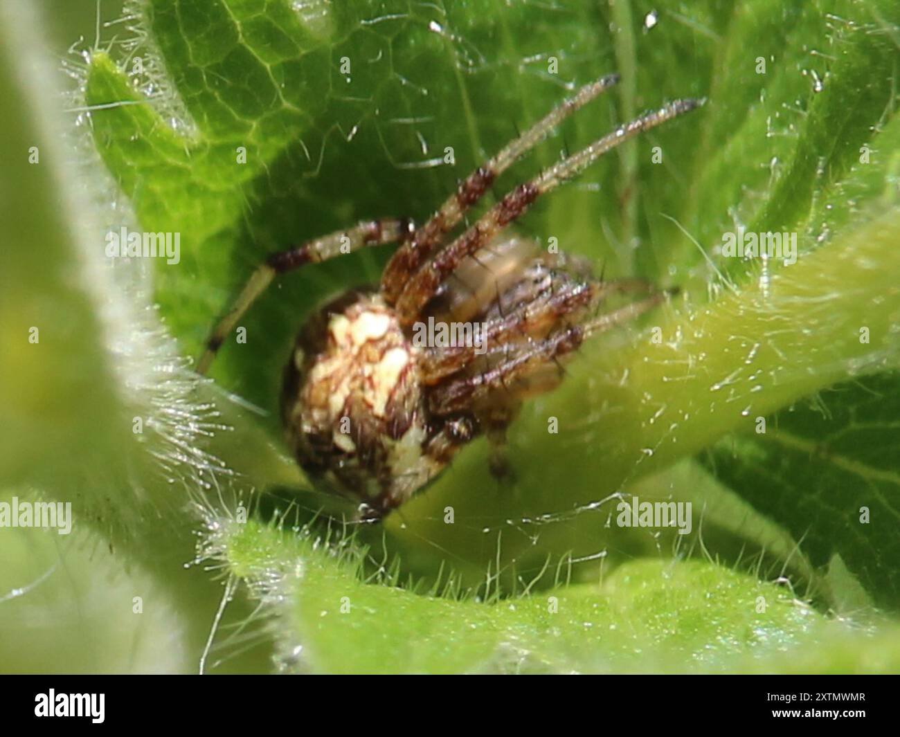 Arabesque Orbweaver (Neoscona arabesca) Arachnida Stock Photo - Alamy