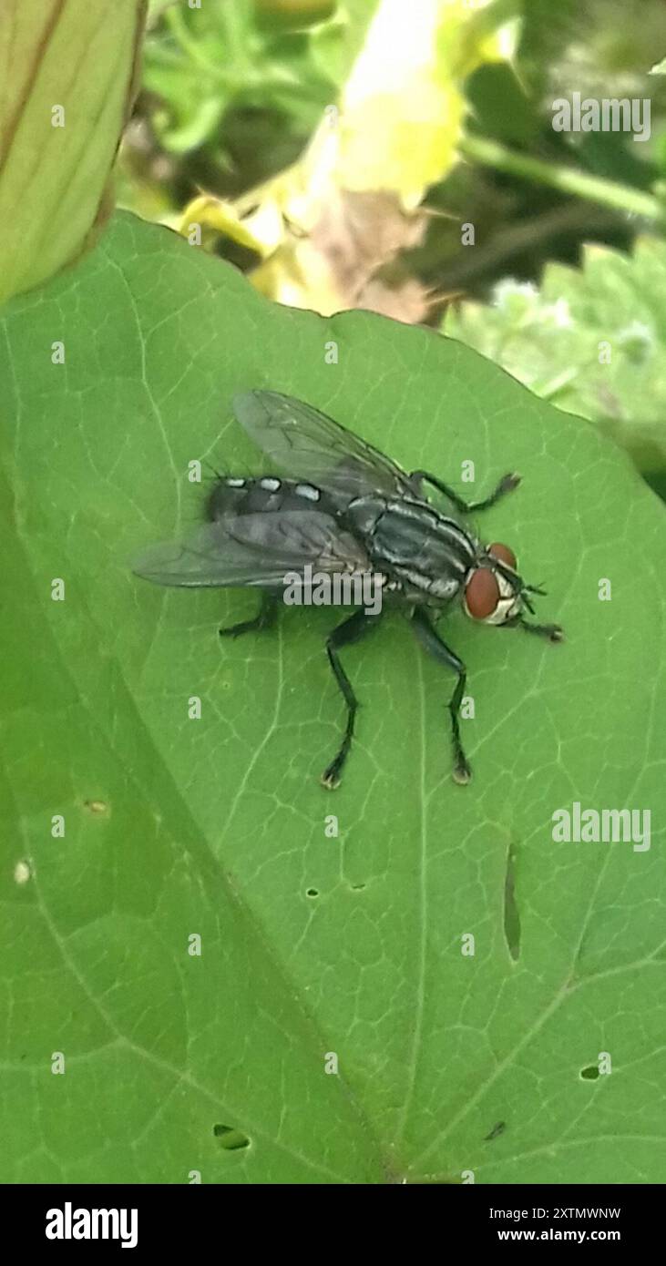 Common Flesh Flies (Sarcophaga) Insecta Stock Photo - Alamy
