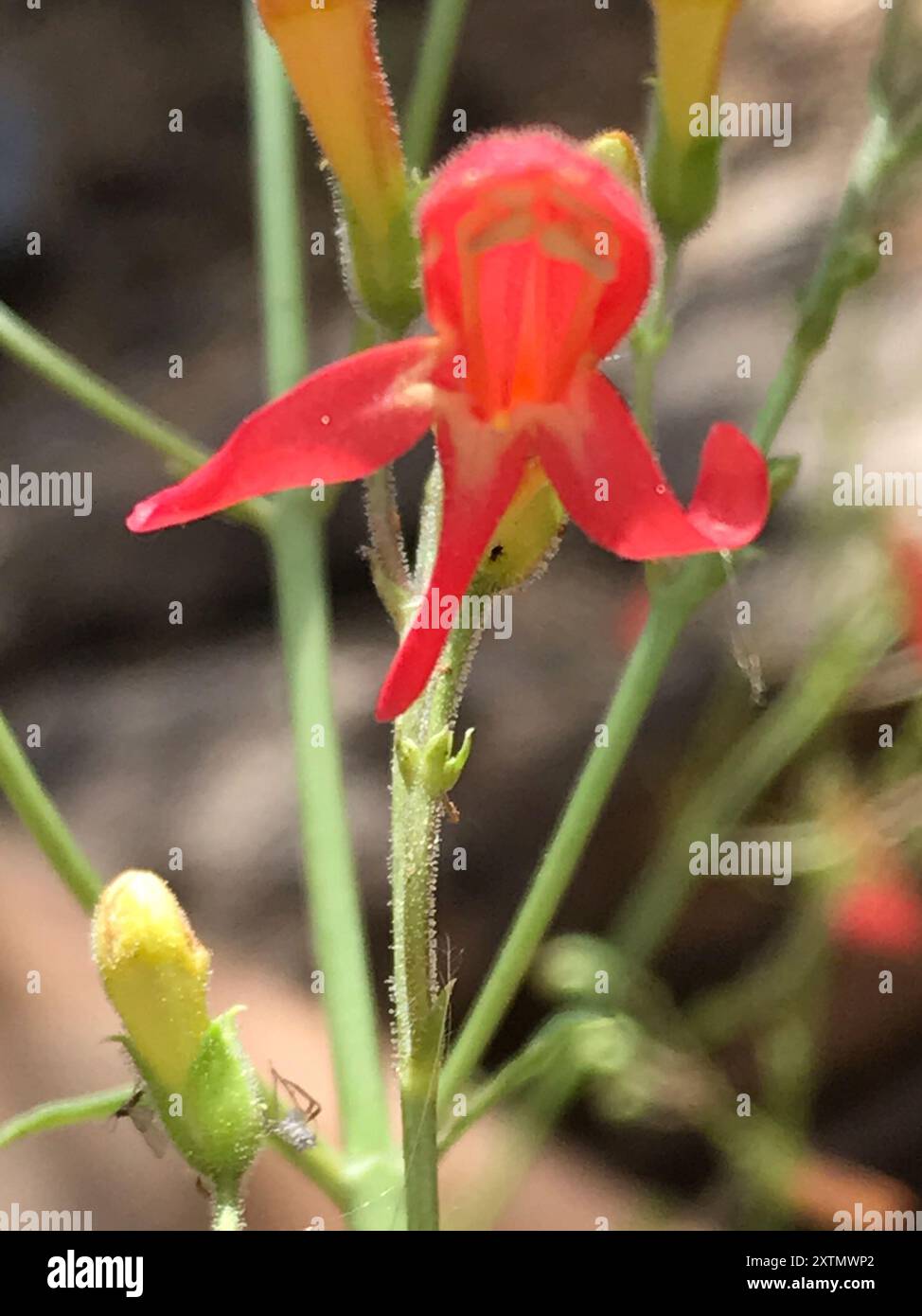 Bridges' penstemon (Penstemon rostriflorus) Plantae Stock Photo - Alamy