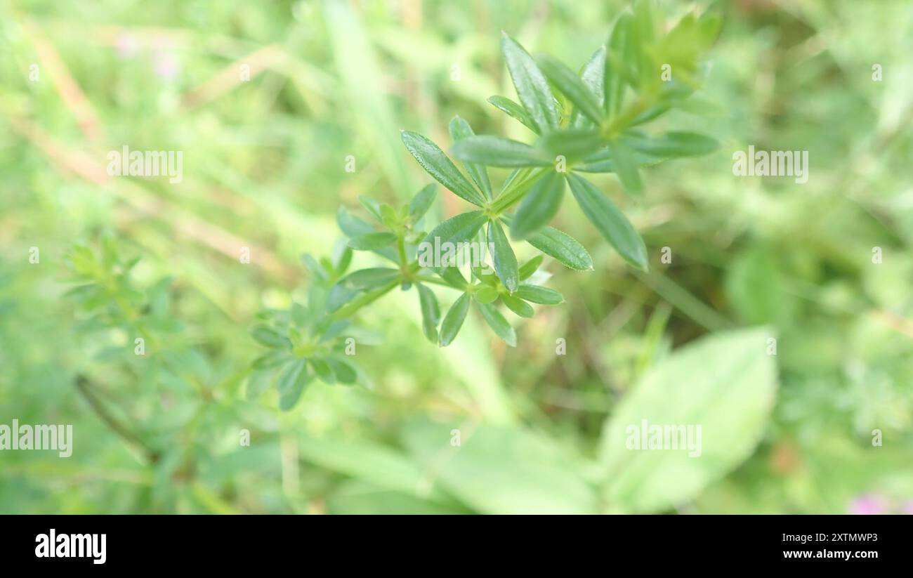 white bedstraw (Galium album) Plantae Stock Photo - Alamy