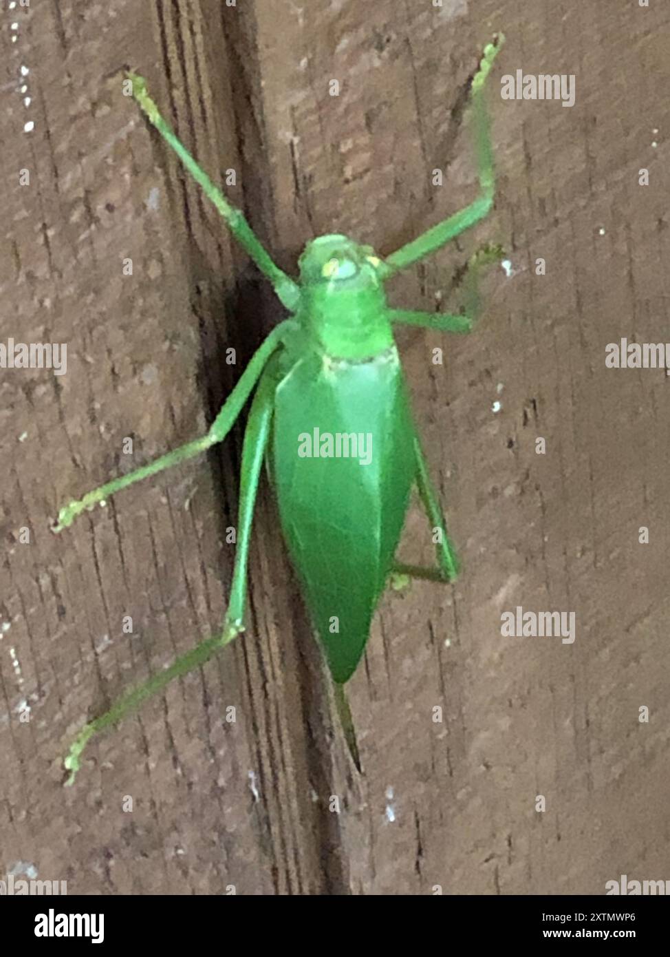 Common True Katydid (Pterophylla camellifolia) Insecta Stock Photo - Alamy