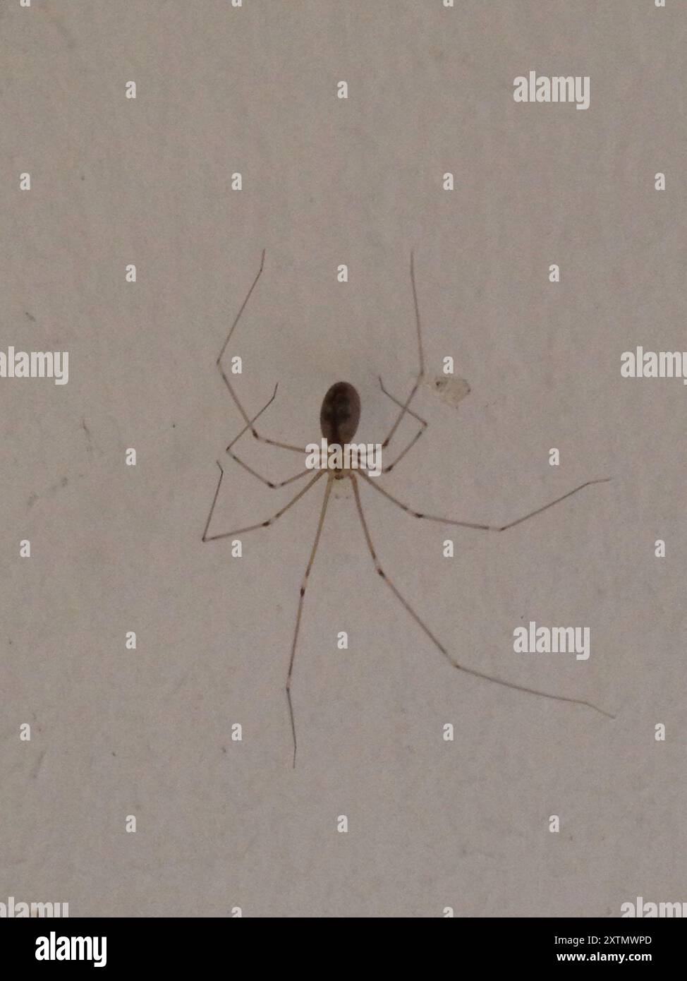 Long-bodied Cellar Spider (Pholcus phalangioides) Arachnida Stock Photo ...