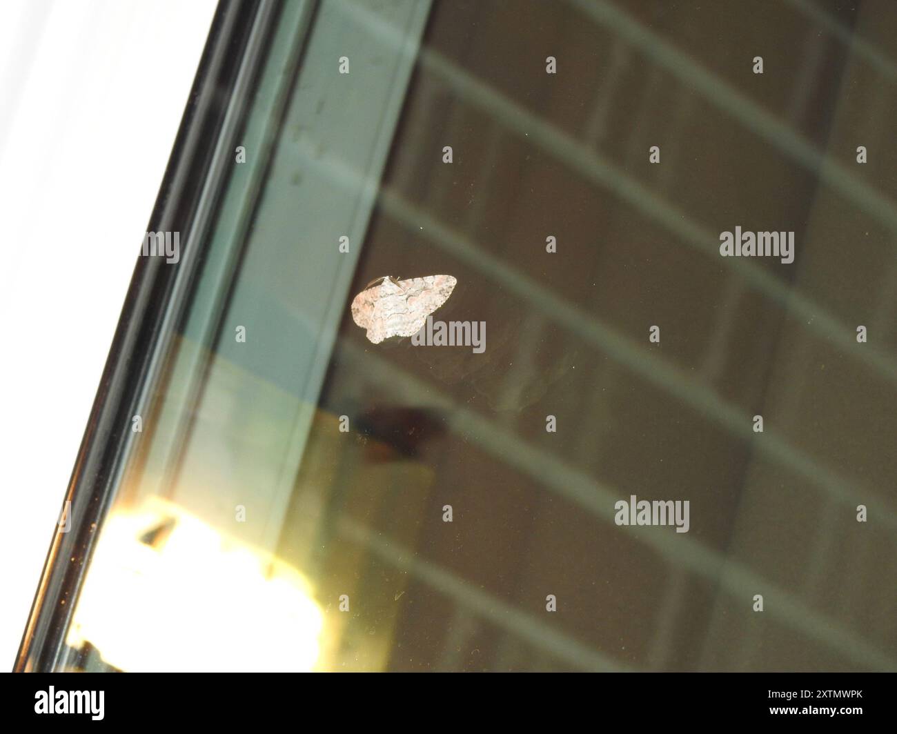 Brown-shaded Gray (Iridopsis defectaria) Insecta Stock Photo - Alamy